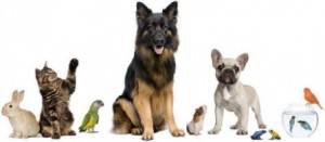 Sobre las necesidades de las mascotas » MASCOTAPEDIA